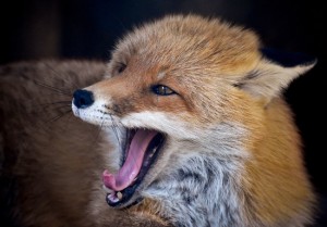 9 Ways to Celebrate Easter Like a German - German Culture